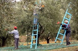 ΓΕΩΠΟΝΙΚΟ ΠΑΡΚΟ - ΤΡΟΠΟΙ ΣΥΓΚΟΜΙΔΗΣ ΤΗΣ ΕΛΙΑΣ