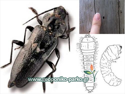 Τζέλ απεντομώσεων - GEL : Συντηρητικό ξύλου - SERPOL GEL - 300 ml